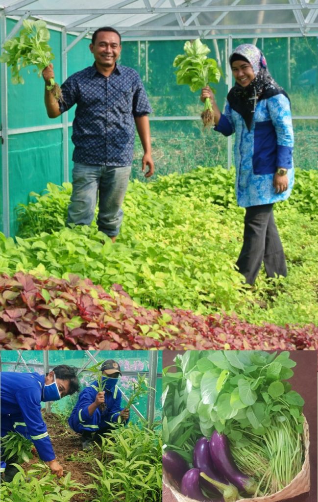 URBAN FARMING - Smart Eco Campus - ITS